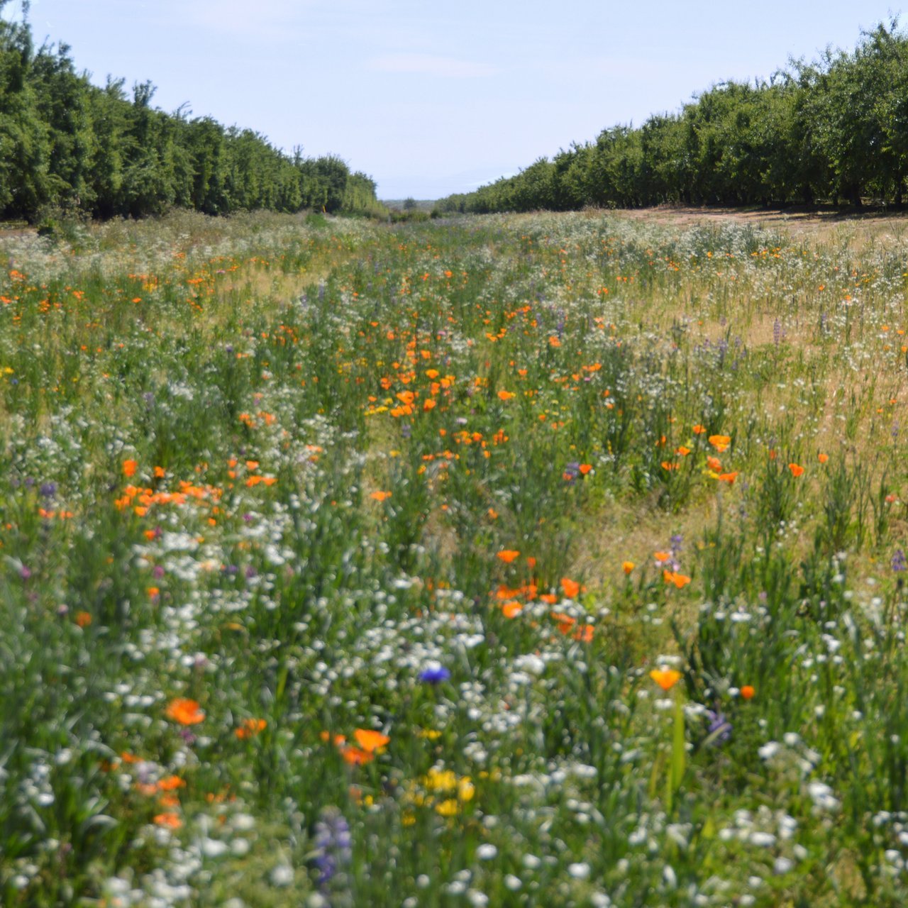Wild Soil™ Almonds – Wild Soil Almonds